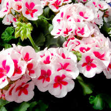 Geranium Americana White Splash – Bloch's Farm