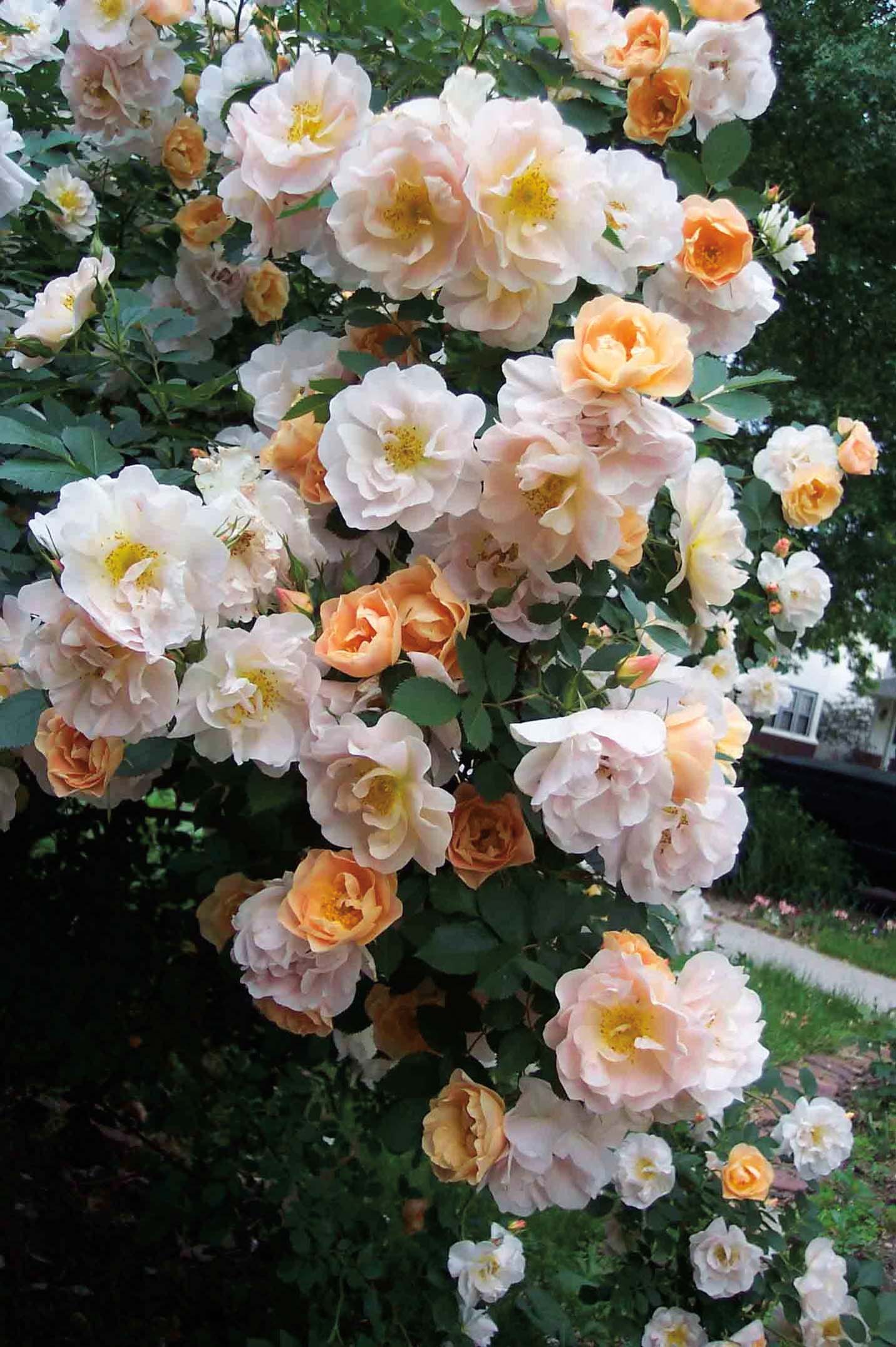 climbing rose above beyond – Bloch's Farm