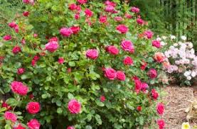 easy elegance my girl rosa – Bloch's Farm