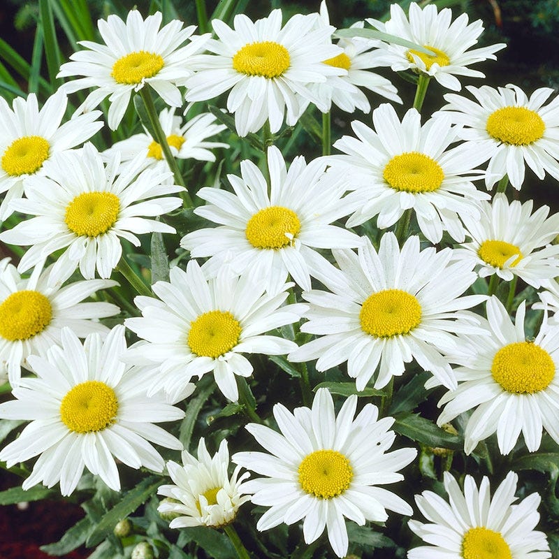 leucanthemum-snowcap-shasta-daisy-flowers – Bloch's Farm